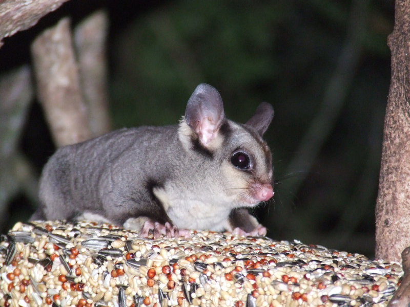 Fauna - Kiata Country Club